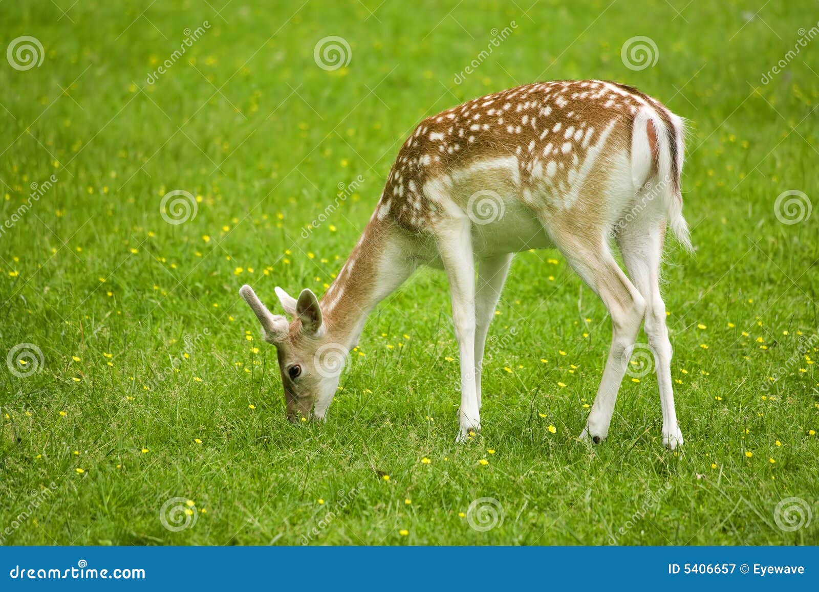 Grazing Fallow Deer Fawn Close-up Stock Image - Image of fallow, nature ...