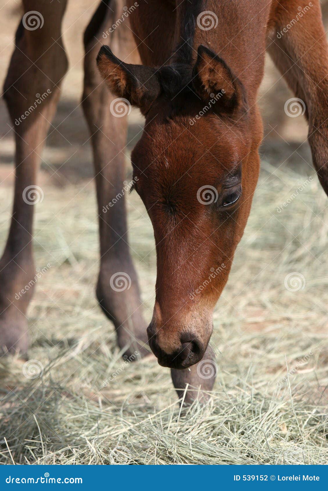 Grazing Filly stock photo. Image of animal, young, ears - 539152