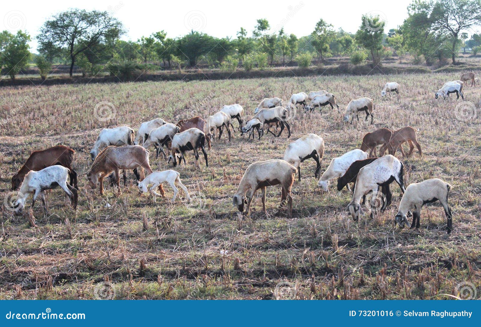 Grazing flock of goats stock photo. Image of farming - 73201016