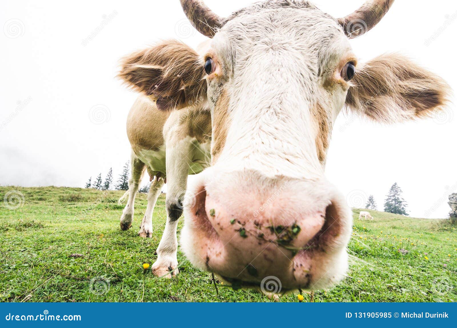 Grazing Freerange Cow Close Up, Fisheye Lens Stock Image - Image of ... Grazing Freerange Cow Close Up, Fisheye Lens Stock Image - Image of ...