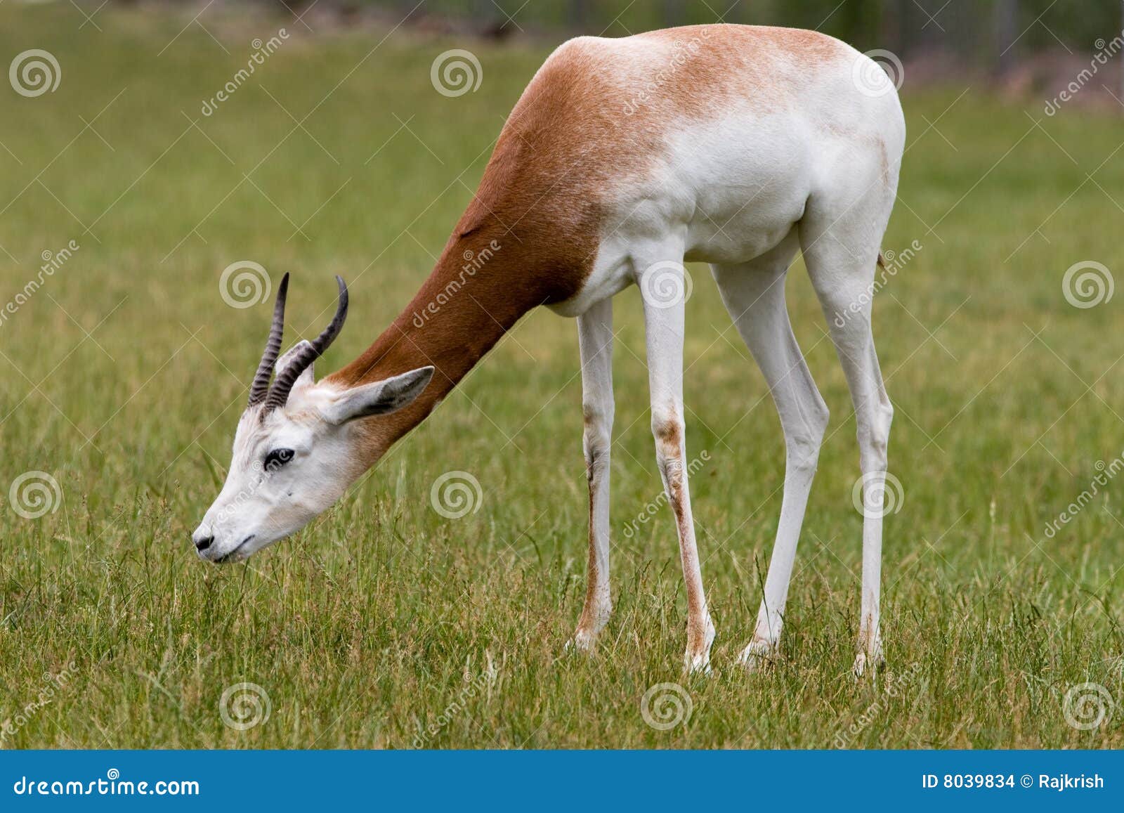 Grazing Gazelle stock photo. Image of green, feed, animal - 8039834