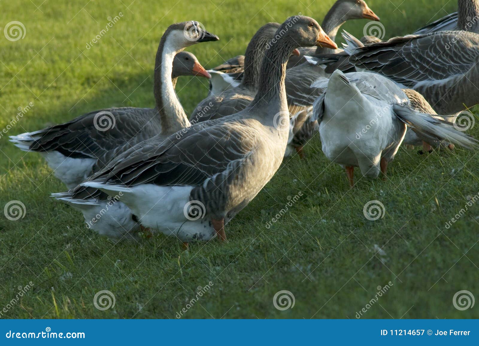 Grazing Geese stock image. Image of specklebelly, birds - 11214657