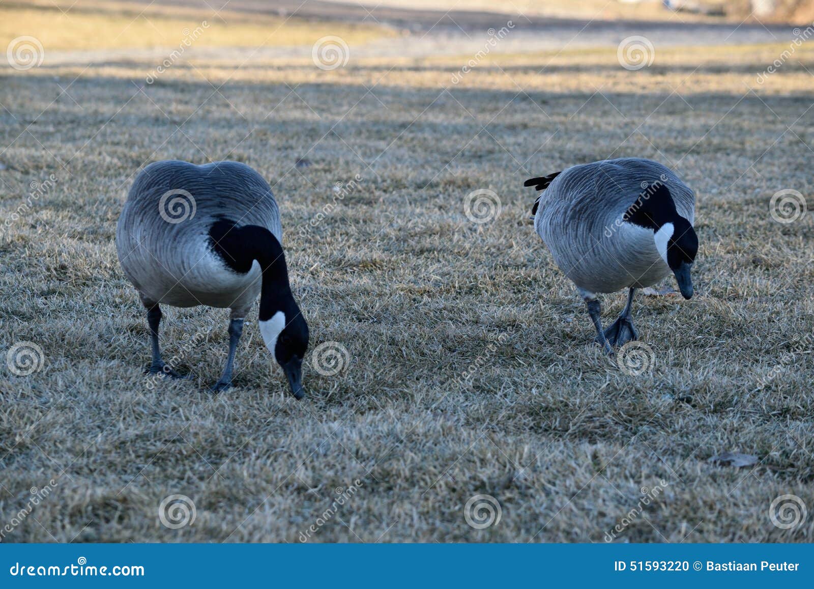 Grazing Geese stock photo. Image of eyes, fowl, canadensis - 51593220