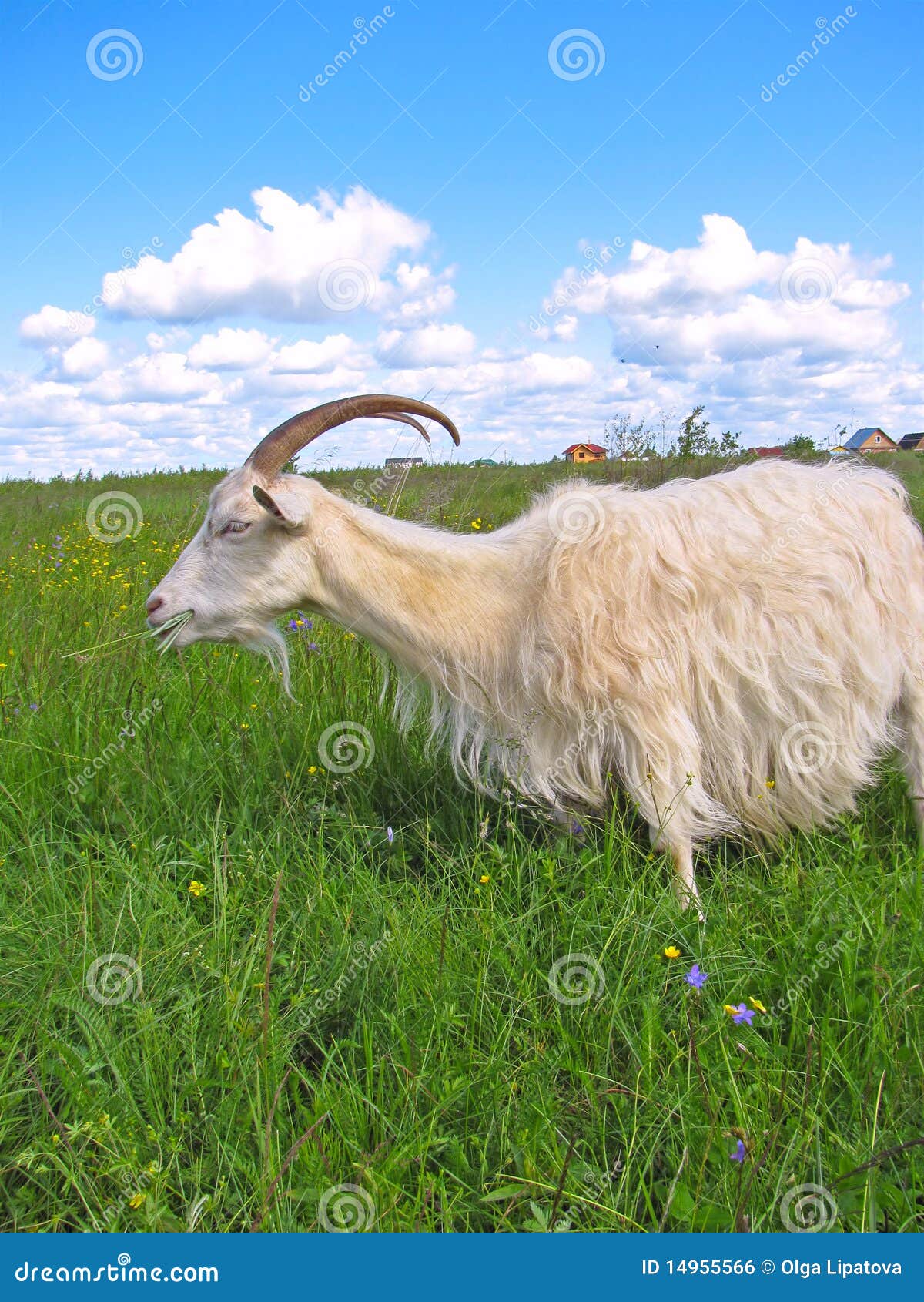 Grazing goat stock photo. Image of cute, goat, close - 14955566