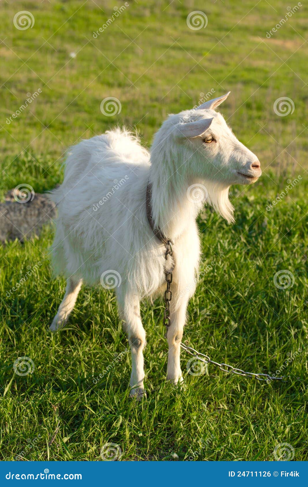 Grazing goat stock photo. Image of graze, agriculture - 24711126