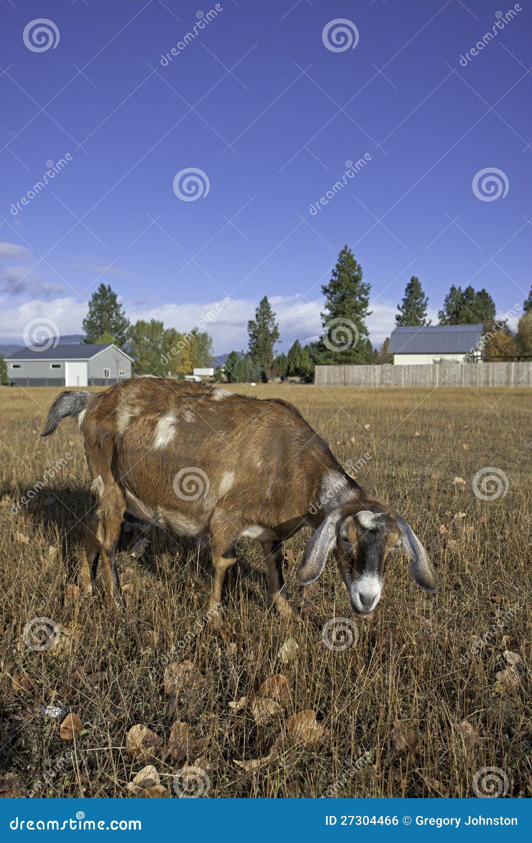 Grazing goat. stock photo. Image of nature, horn, beige - 27304466