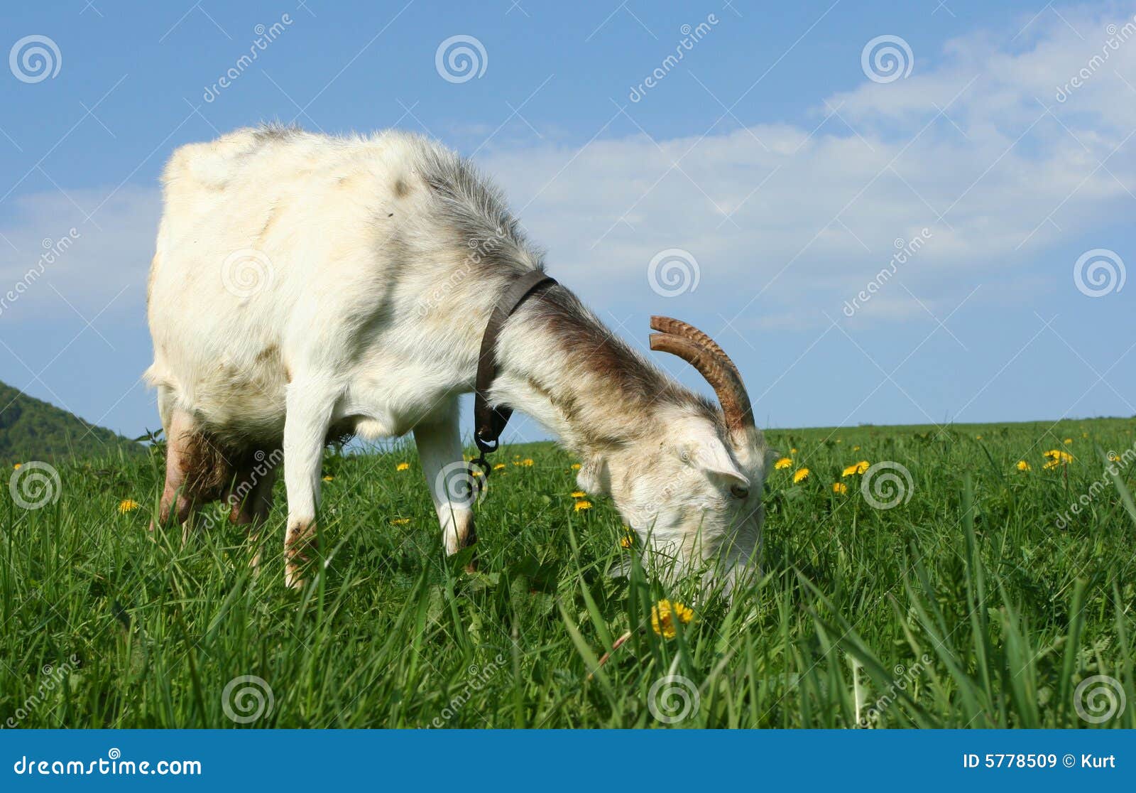 Grazing goat stock image. Image of graze, farm, pasture - 5778509