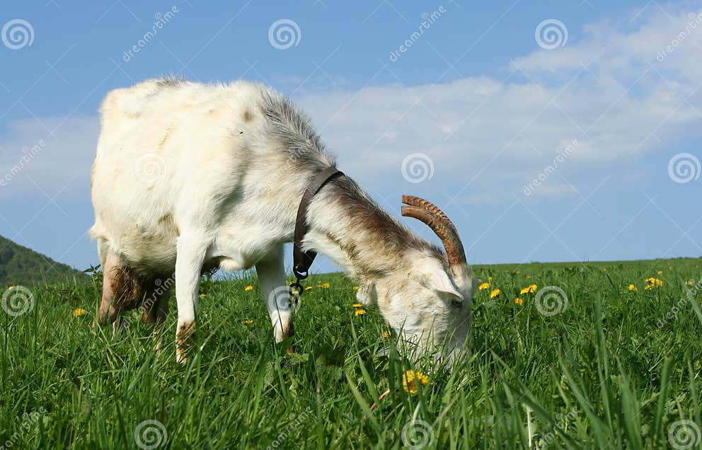 Grazing goat stock image. Image of graze, farm, pasture - 5778509