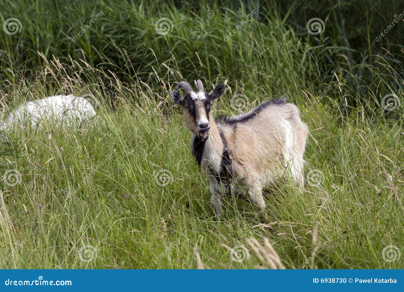 Grazing goat stock photo. Image of rural, nature, farm - 6938730