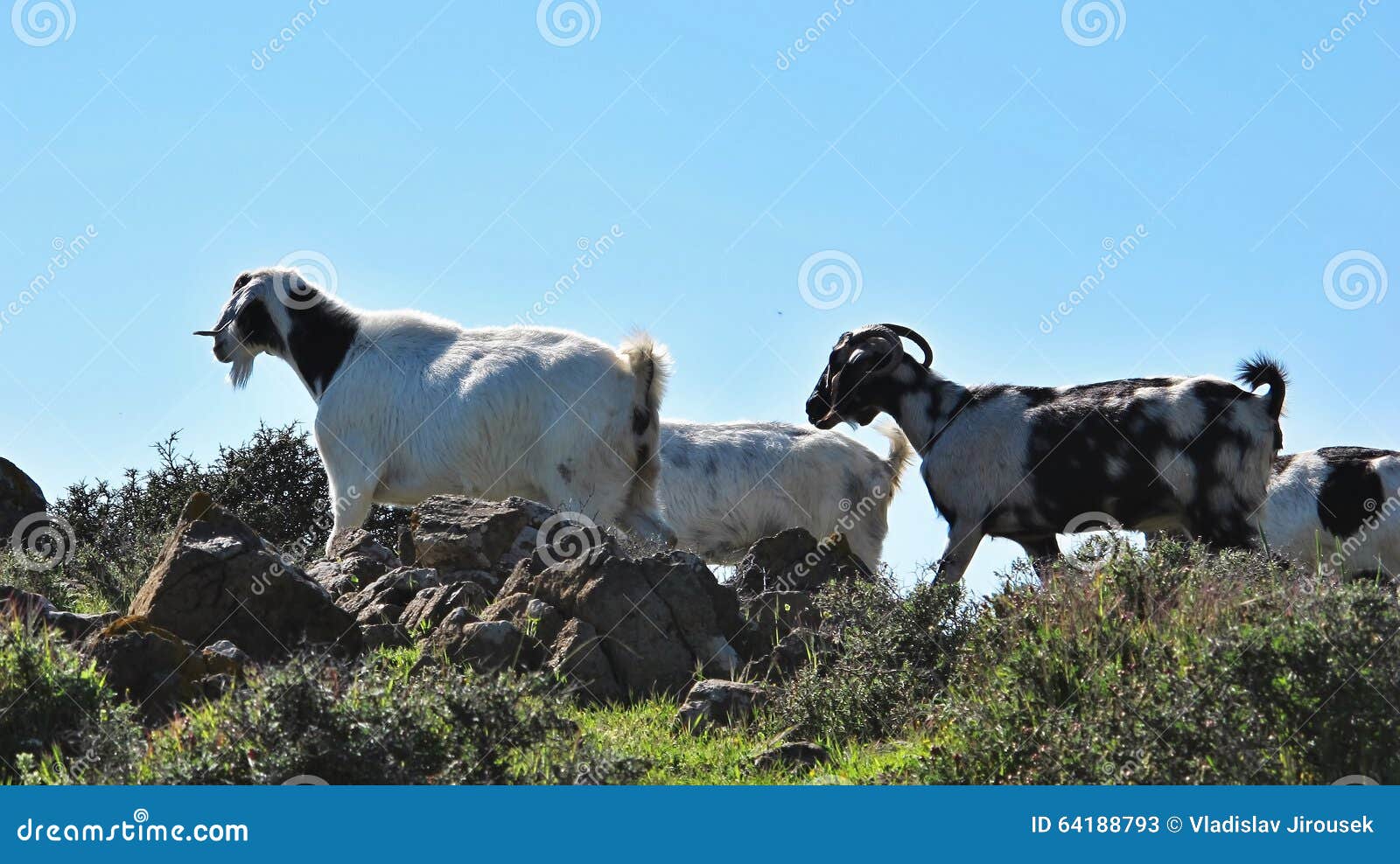 Grazing Goats on the Akamas Peninsula, Cyprus Stock Image - Image of ...