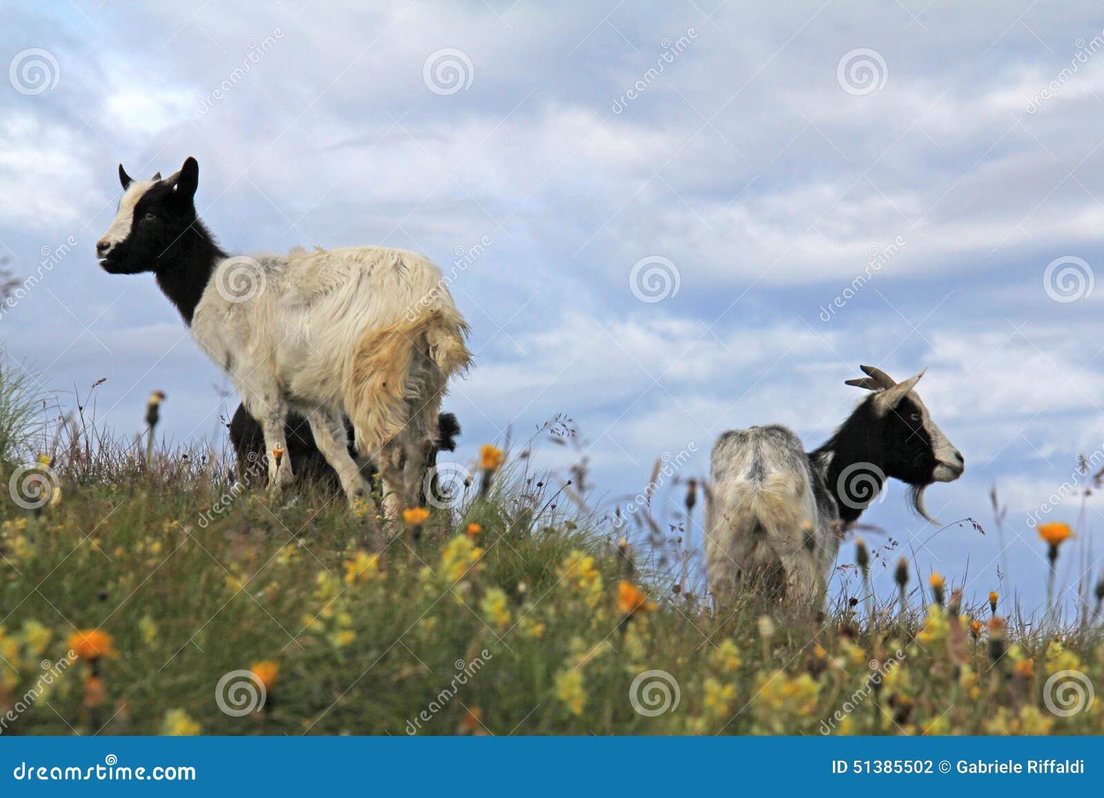 Grazing goats stock photo. Image of grass, herd, livestock - 51385502