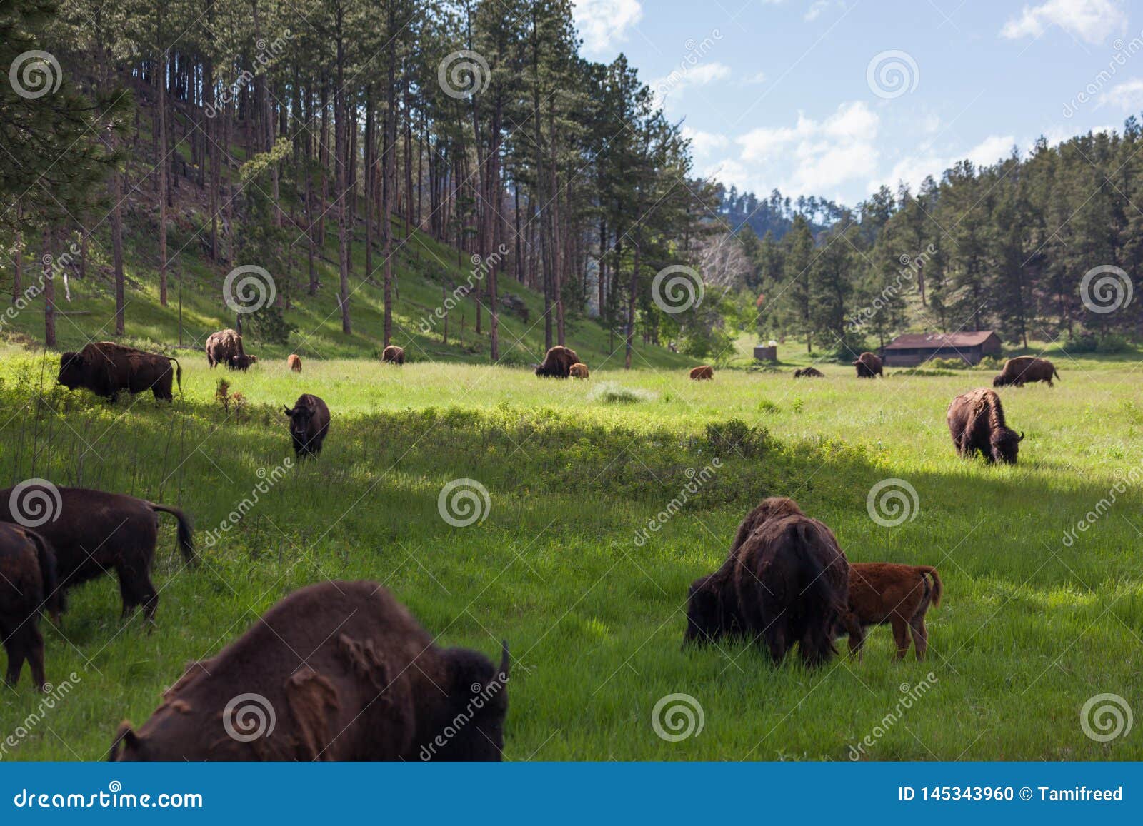 Grazing Group of Bison stock photo. Image of building - 145343960
