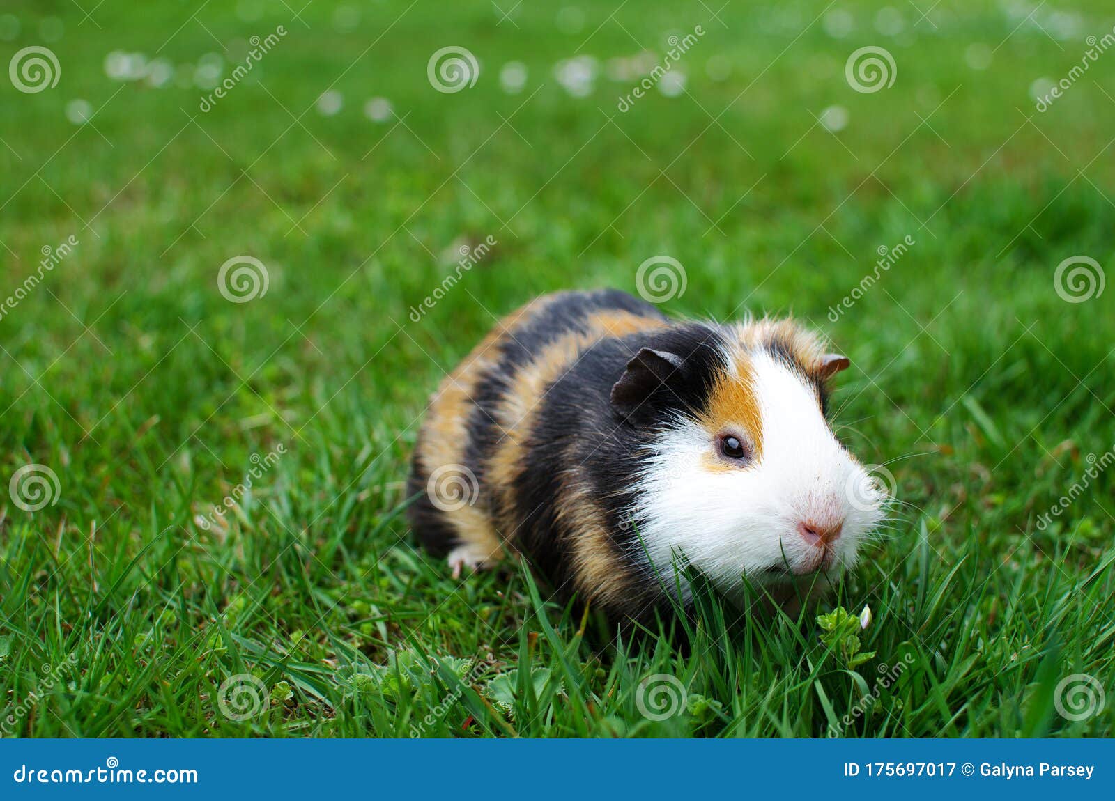 Grazing Guinea Pig on Grass on a Beautiful Sunny Spring Day Stock Image ...