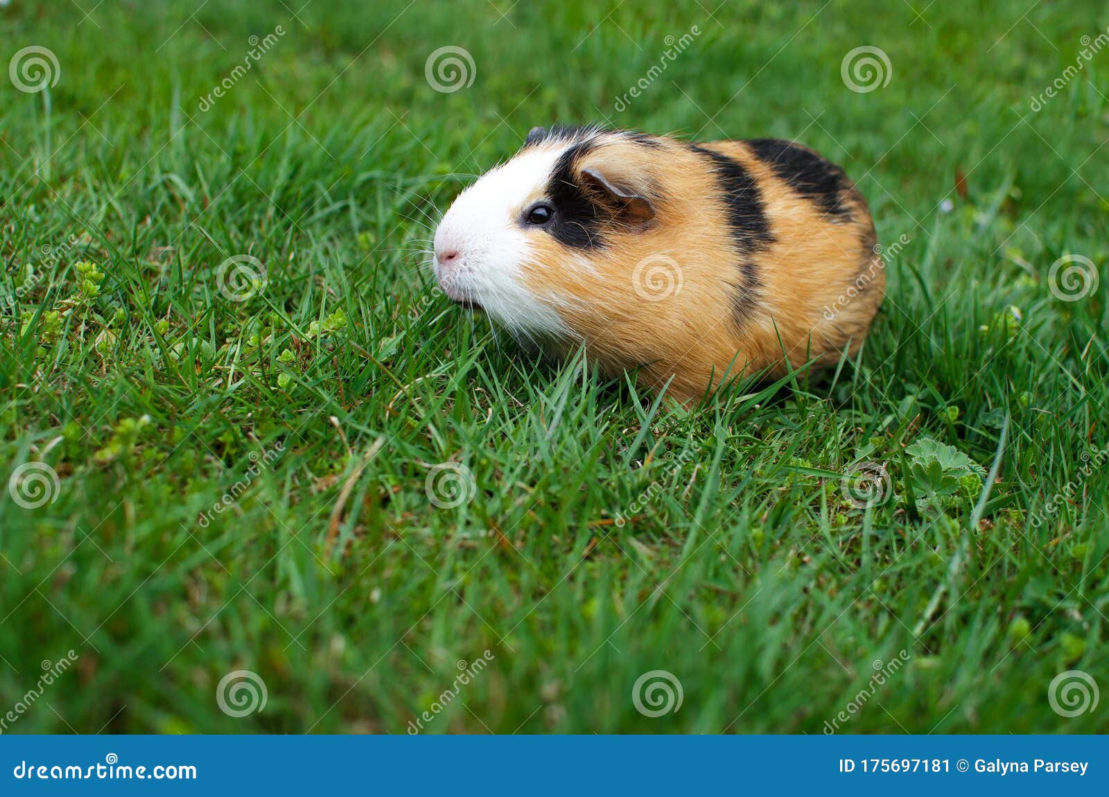 Grazing Guinea Pig on Grass on a Beautiful Sunny Spring Day Stock Image ...