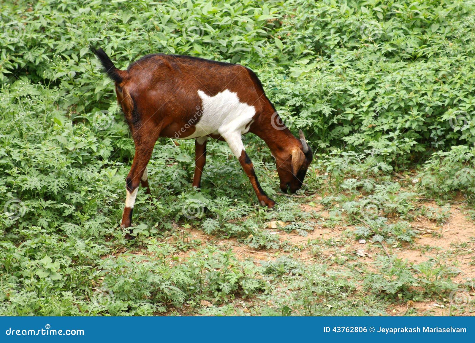 Grazing Healthy Goat in India Stock Photo - Image of healthy, india ...
