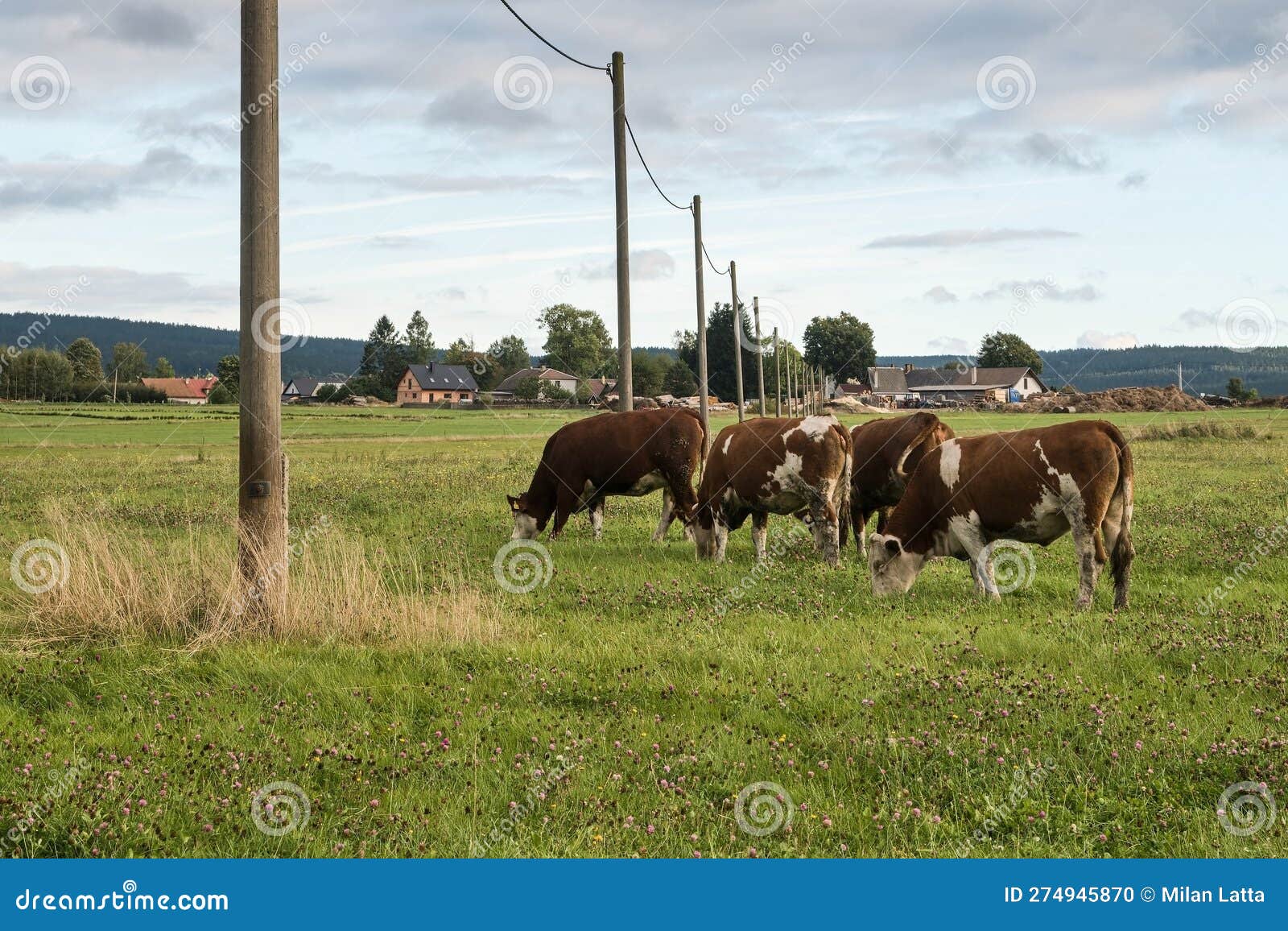 Grazing Herd of Beef Cattle Stock Photo - Image of outdoors, animal ...