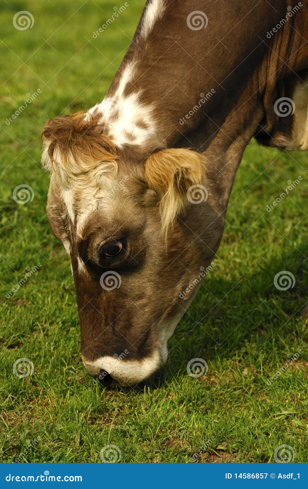 Grazing hornless cow stock image. Image of grazing, portraits - 14586857