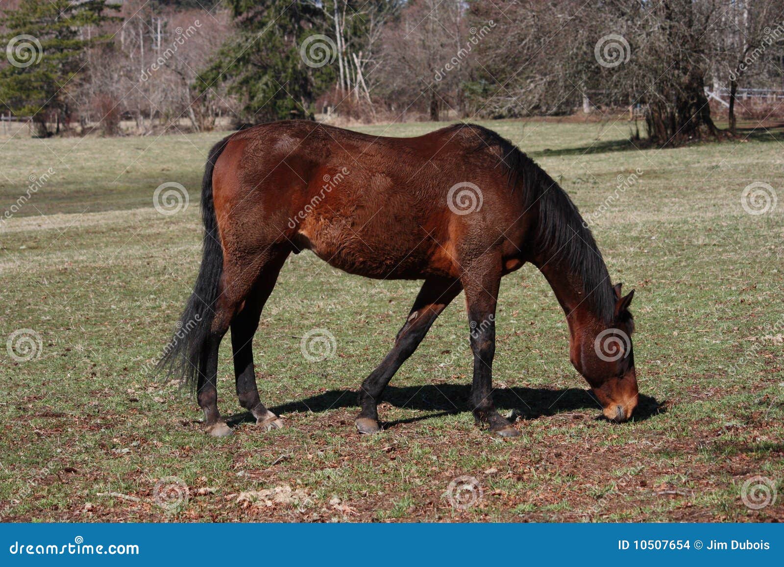 Grazing Horse stock photo. Image of male, farm, livestock - 10507654