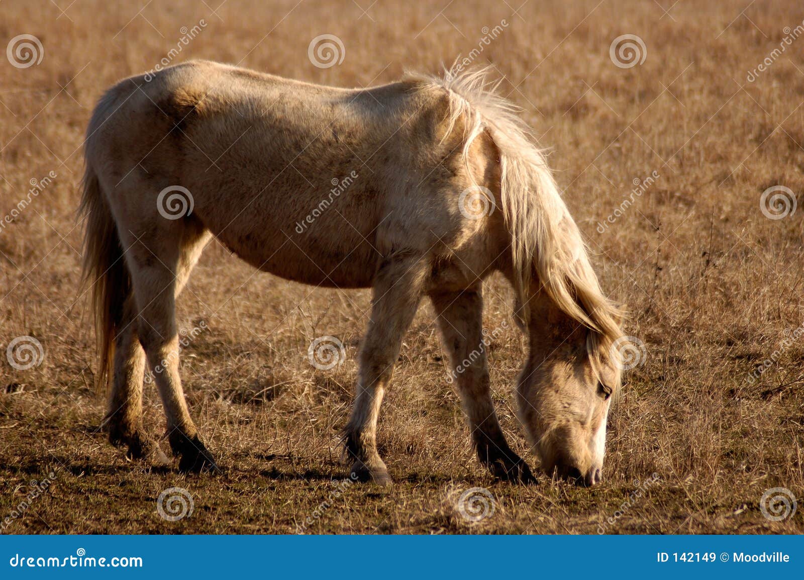 Grazing Horse stock image. Image of rural, mane, field - 142149