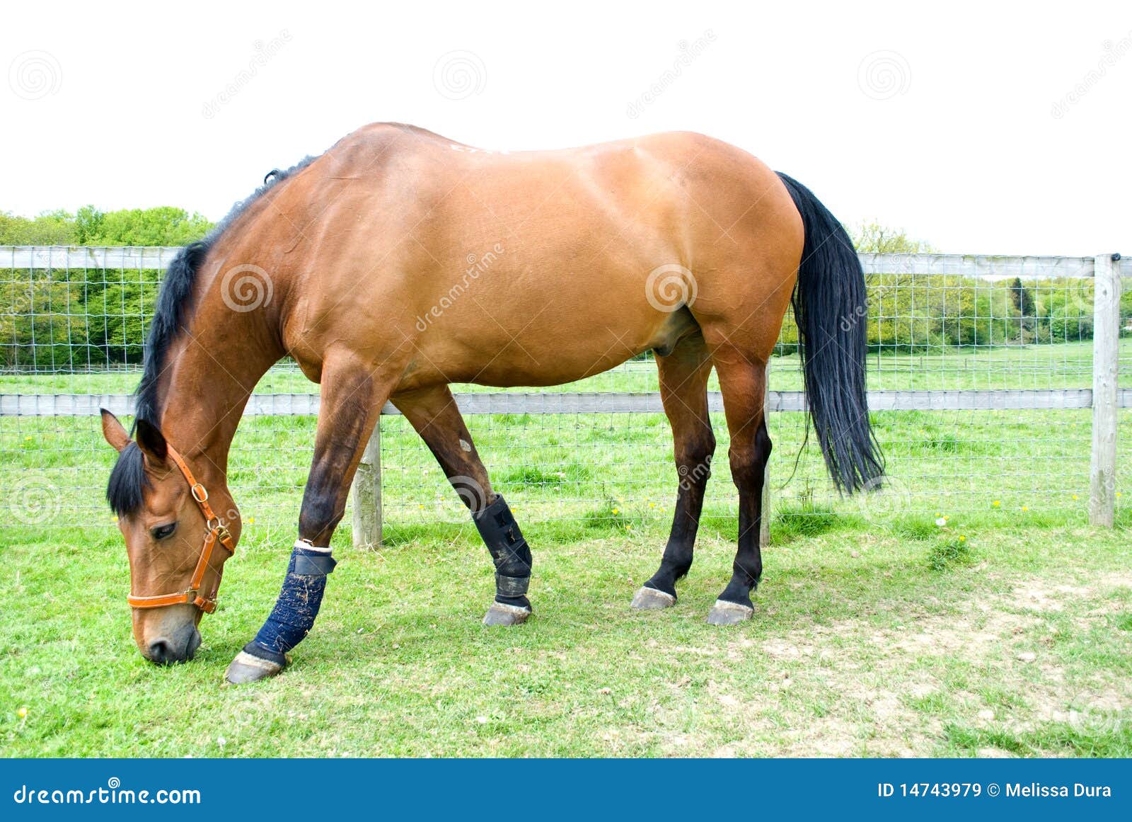 Grazing Horse stock image. Image of equine, riding, stable - 14743979