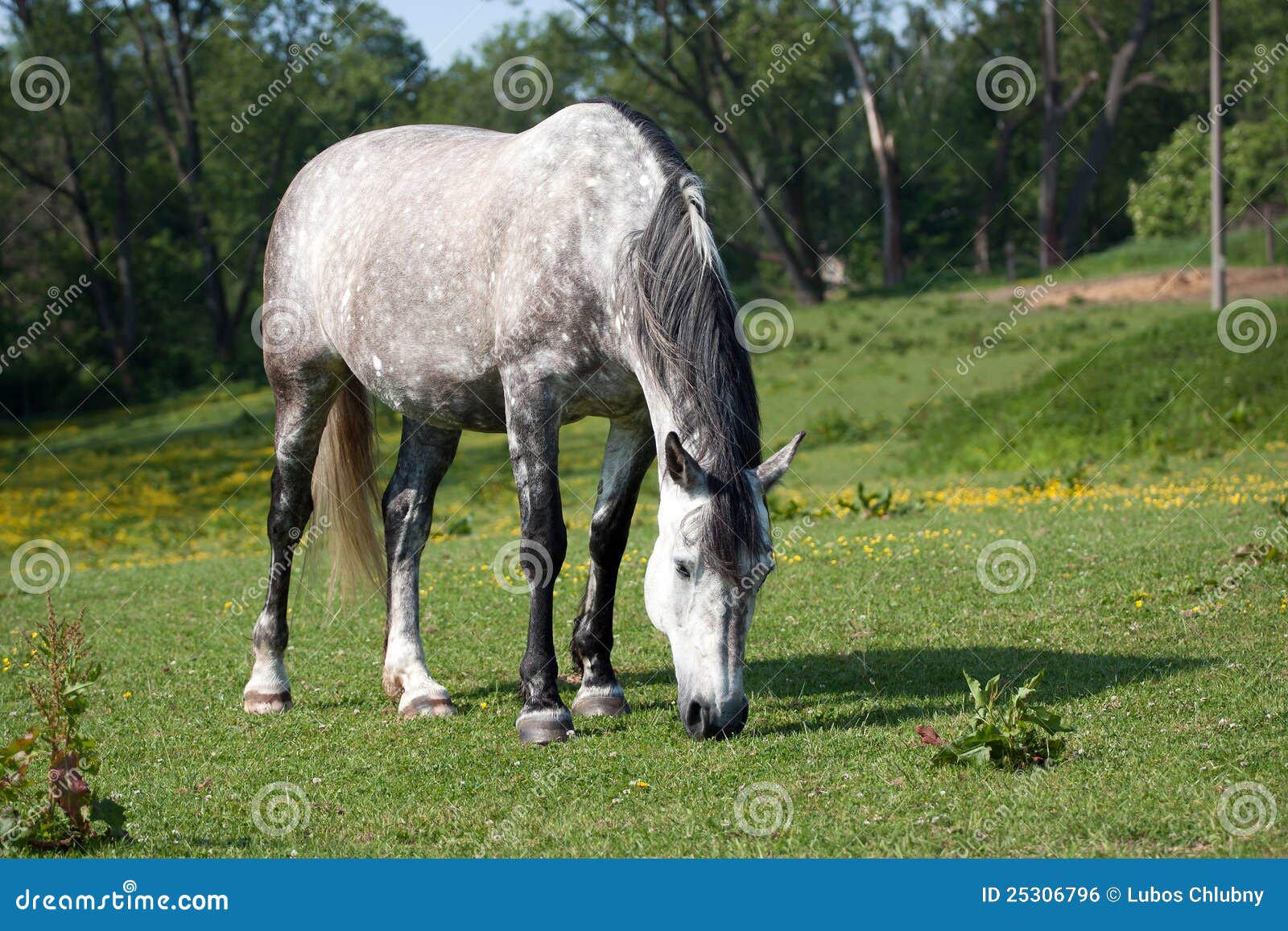 Grazing horse stock photo. Image of equine, countryside - 25306796