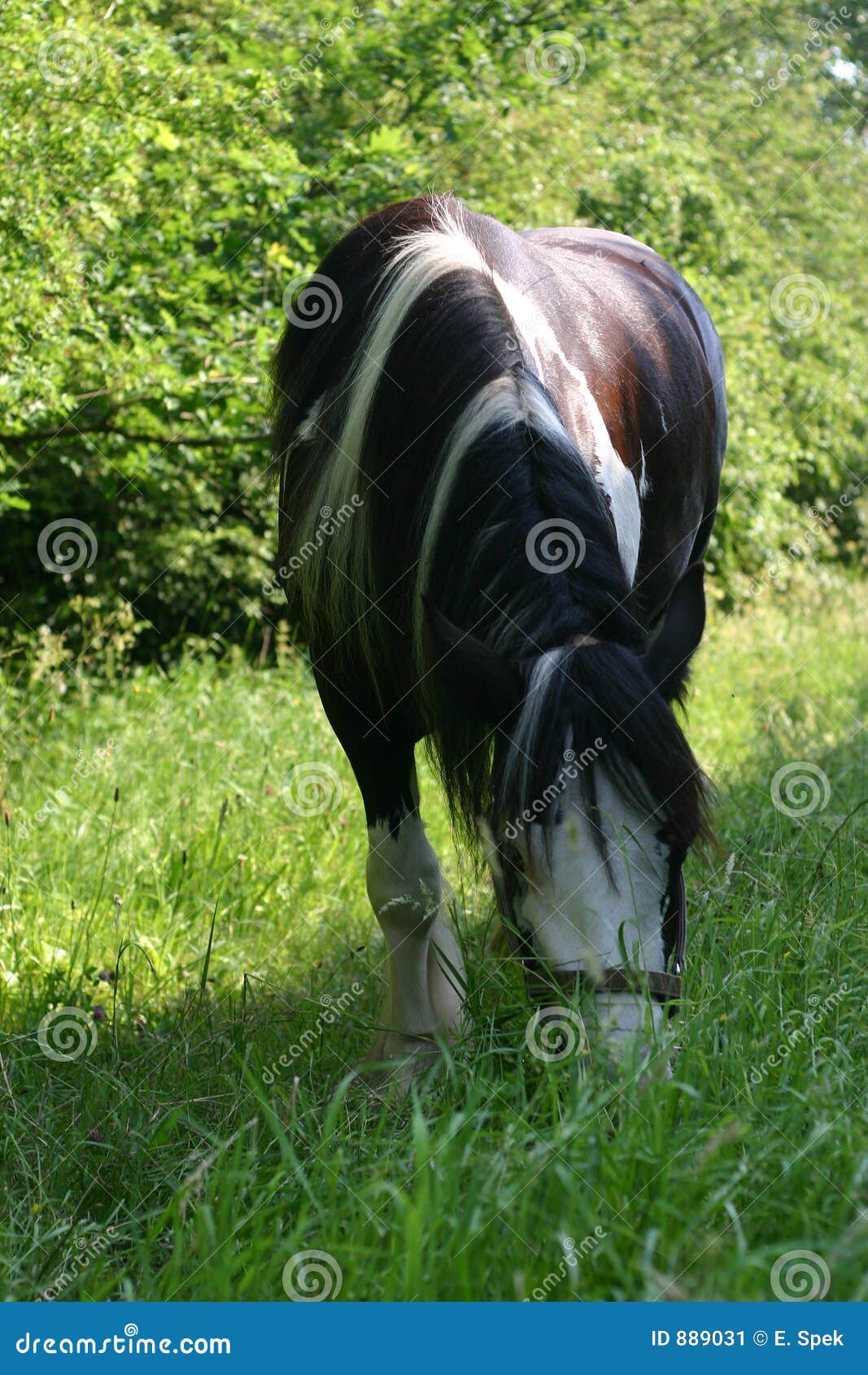 Grazing horse stock image. Image of summer, pasture, equestrian - 889031