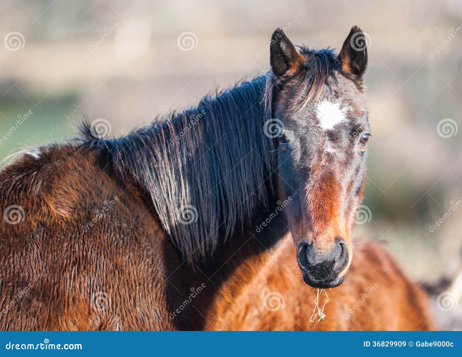 Grazing horse looking back stock image. Image of whisked - 36829909