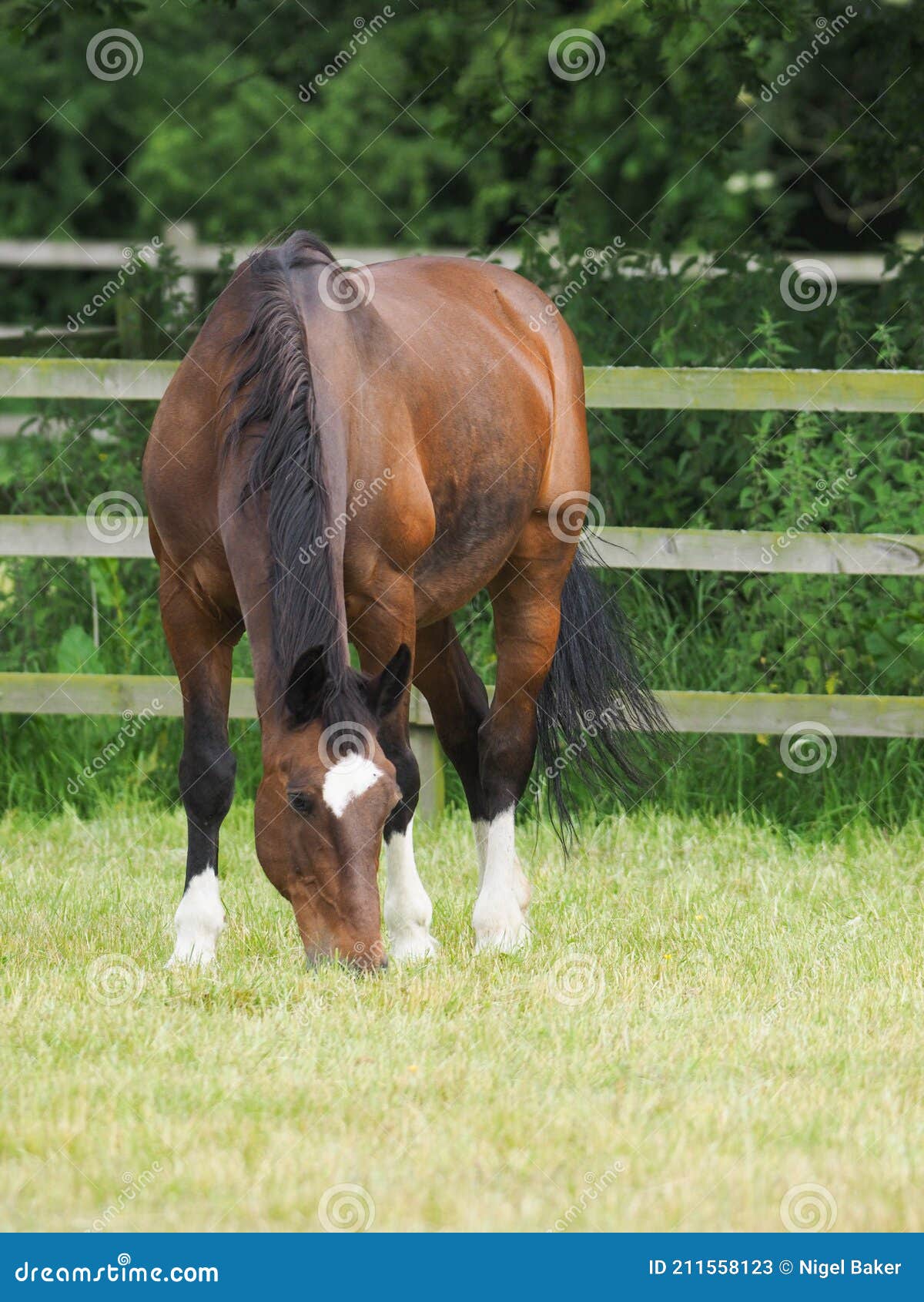 Grazing Horse stock image. Image of paddock, management - 211558123