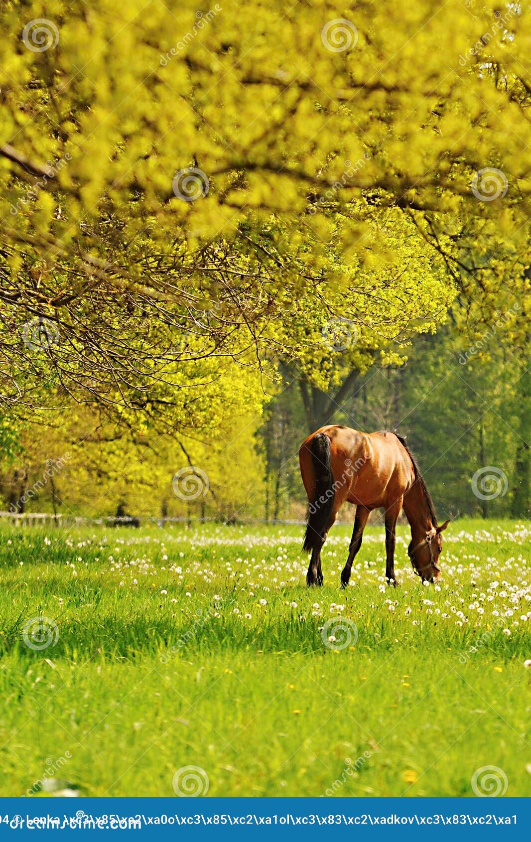 Grazing horse stock photo. Image of brown, flowering - 41476704
