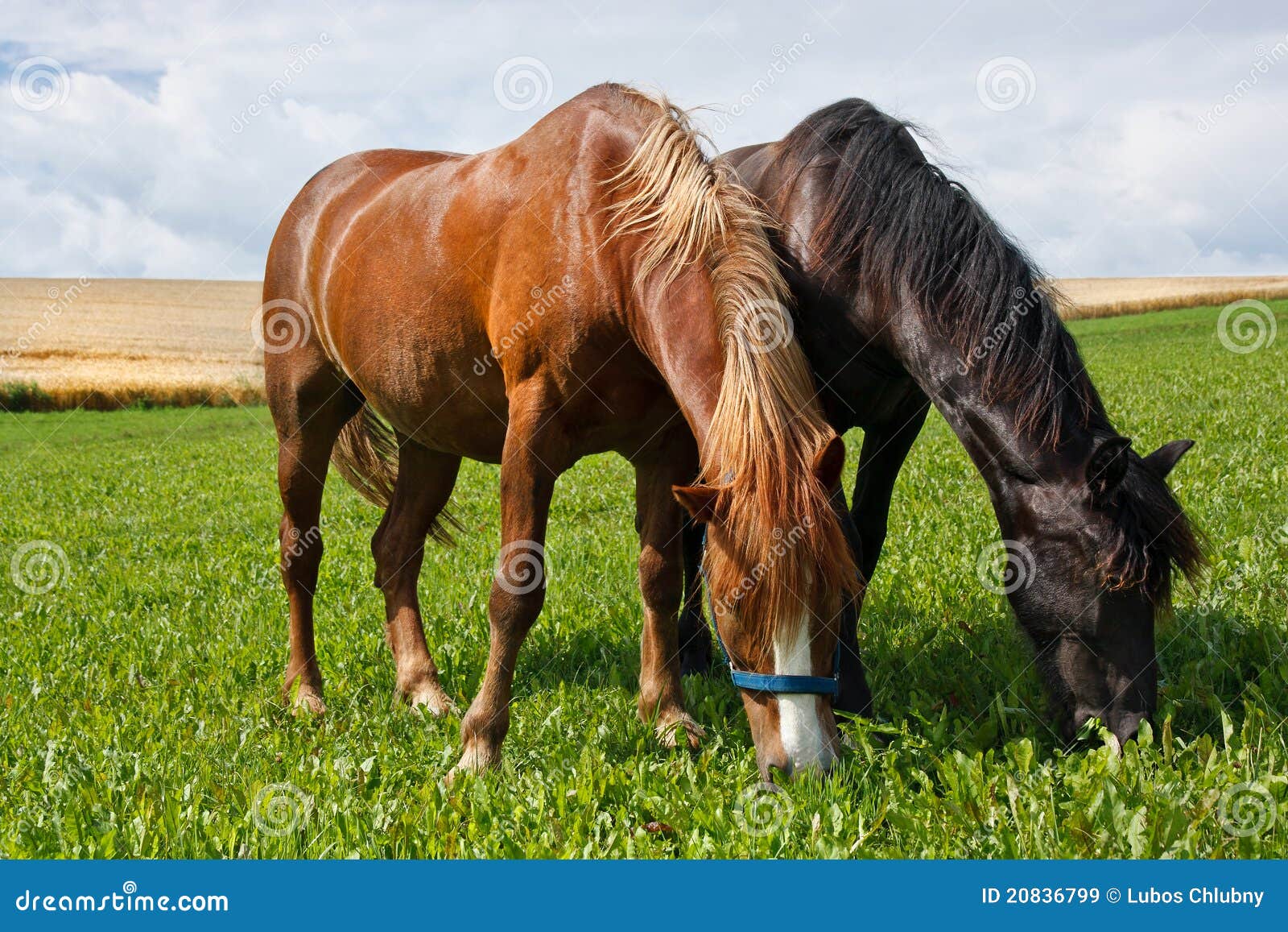 Grazing horses stock image. Image of clouds, view, summer - 20836799
