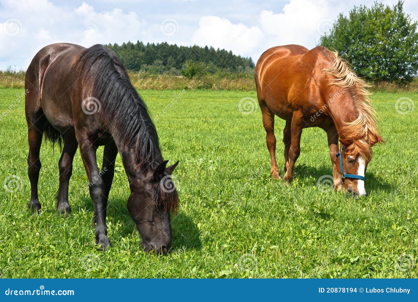 Grazing horses stock photo. Image of expanse, farm, nature - 20878194
