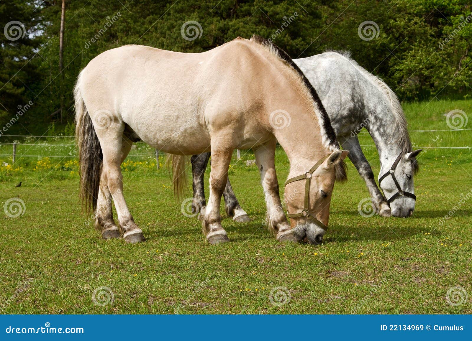 Grazing horses. stock image. Image of domestic, peaceful - 22134969