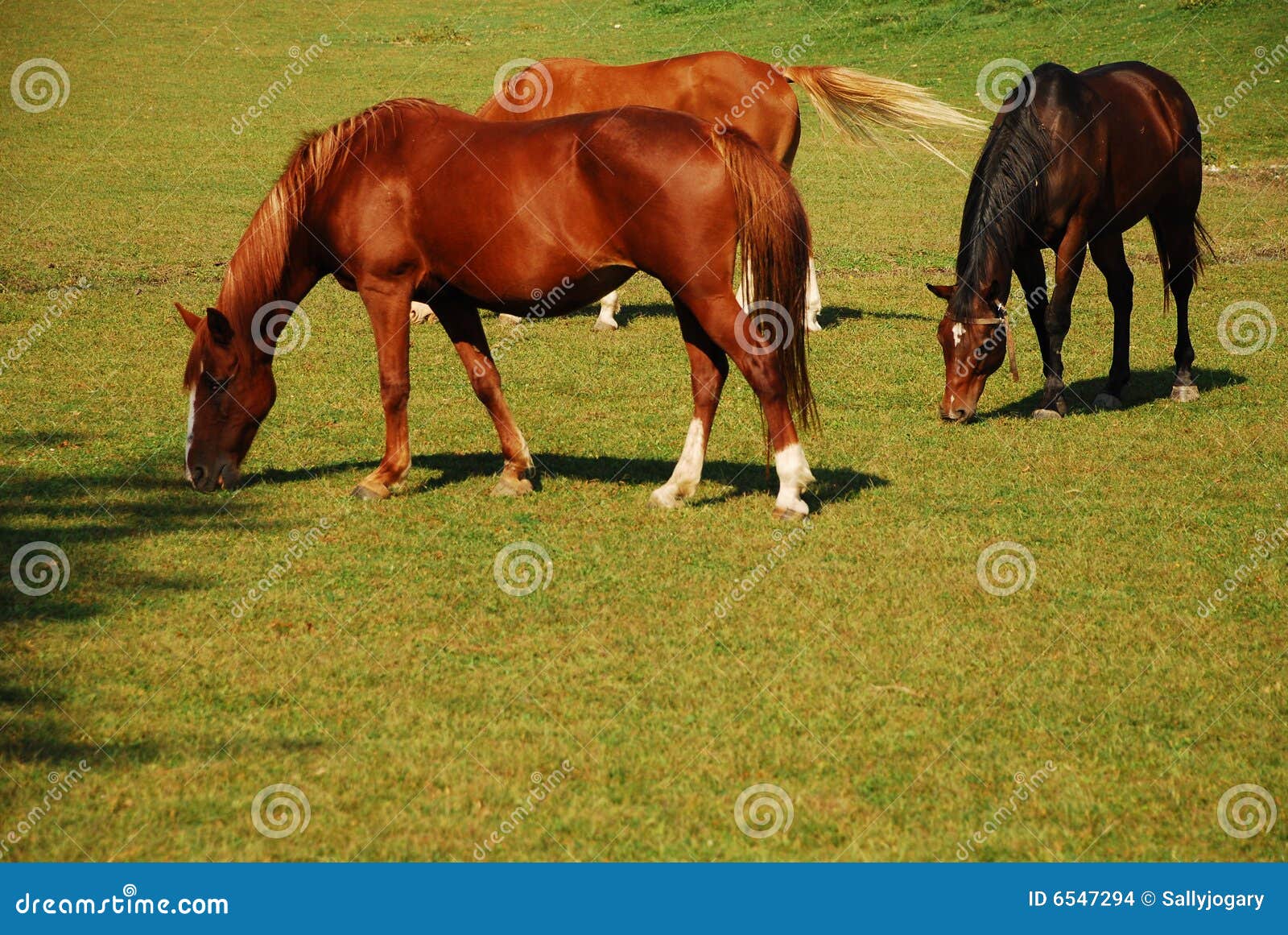 Grazing horses stock photo. Image of equestrianism, equerry - 6547294