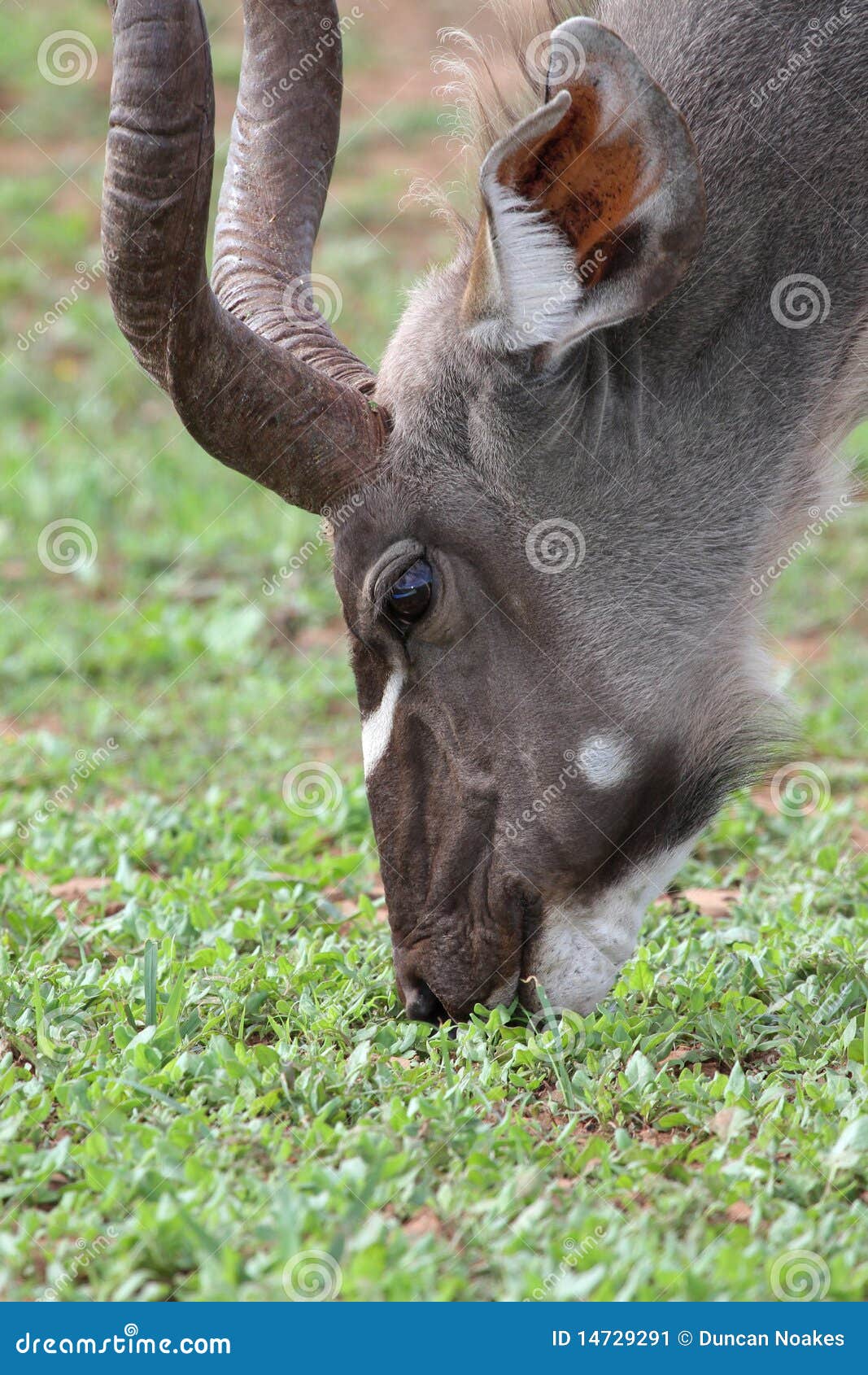 Grazing Kudu Antelope stock image. Image of mammal, kudu - 14729291