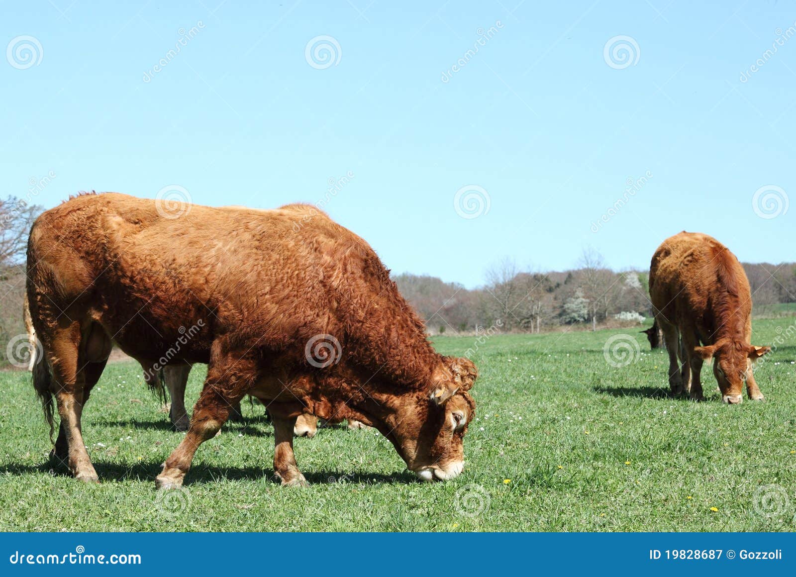 Grazing Limousin Bull Profile Horizontal Stock Image - Image of ...