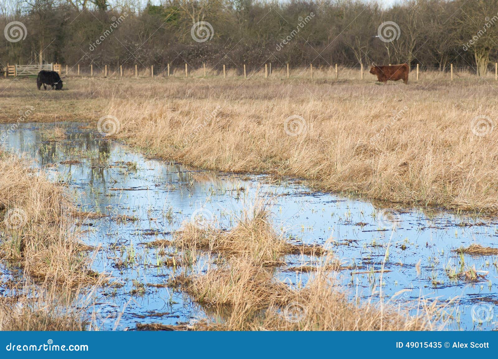 Grazing marsh with cattle stock image. Image of grazing - 49015435