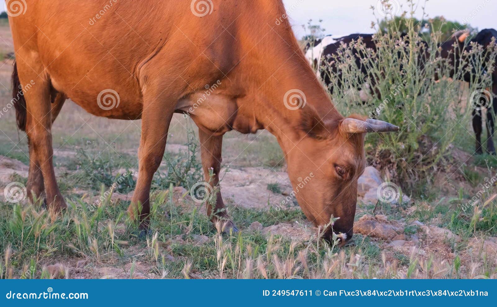 Grazing orange cow stock video. Video of bull, holstein - 249547611