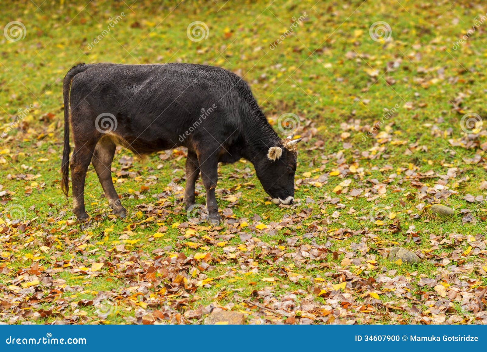 Grazing stock photo. Image of grazing, leaves, autumn - 34607900