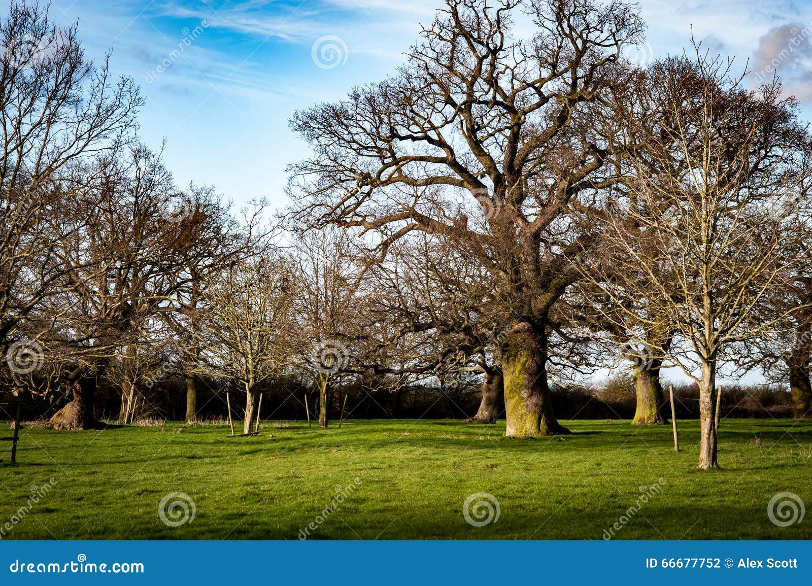 Grazing pasture stock photo. Image of deer, quercus, park - 66677752