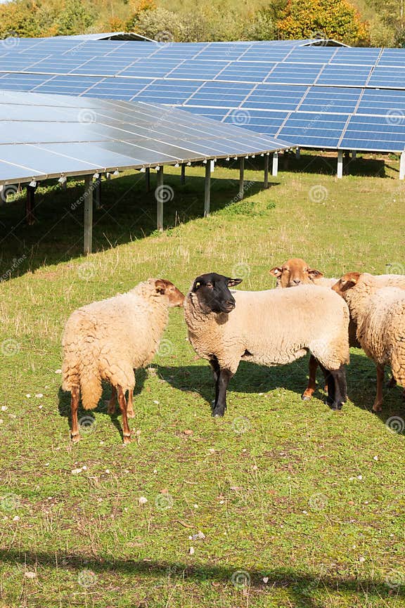 Grazing Photovoltaic Systems with Sheep Stock Photo - Image of industry ... Grazing Photovoltaic Systems with Sheep Stock Photo - Image of industry ...