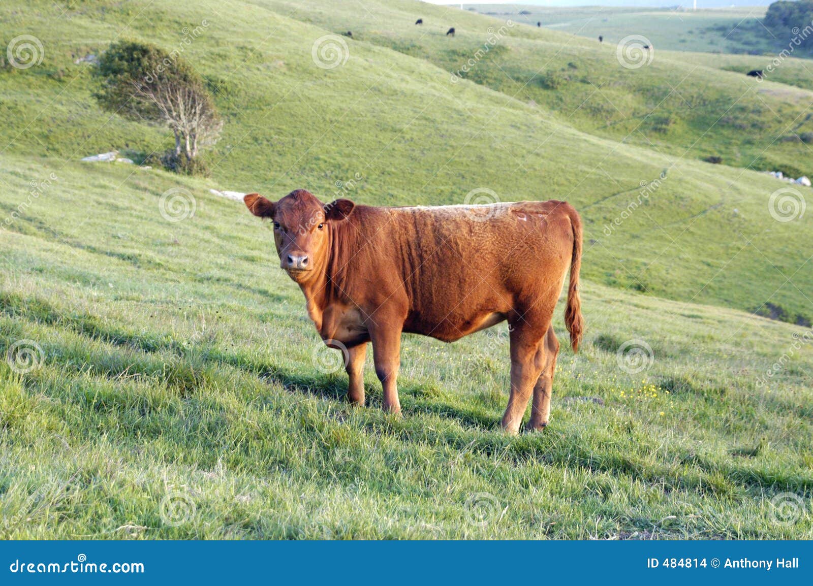 Grazing Red Cow stock photo. Image of tolkein, pastoral - 484814