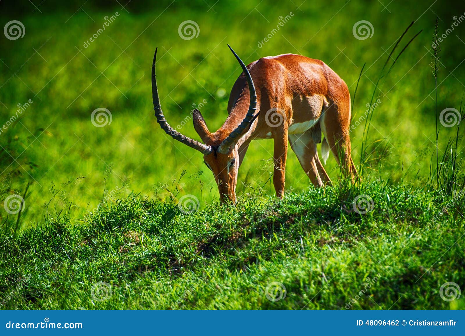 Grazing Red Hartebeest Antelope Stock Photo - Image of buselaphus ...