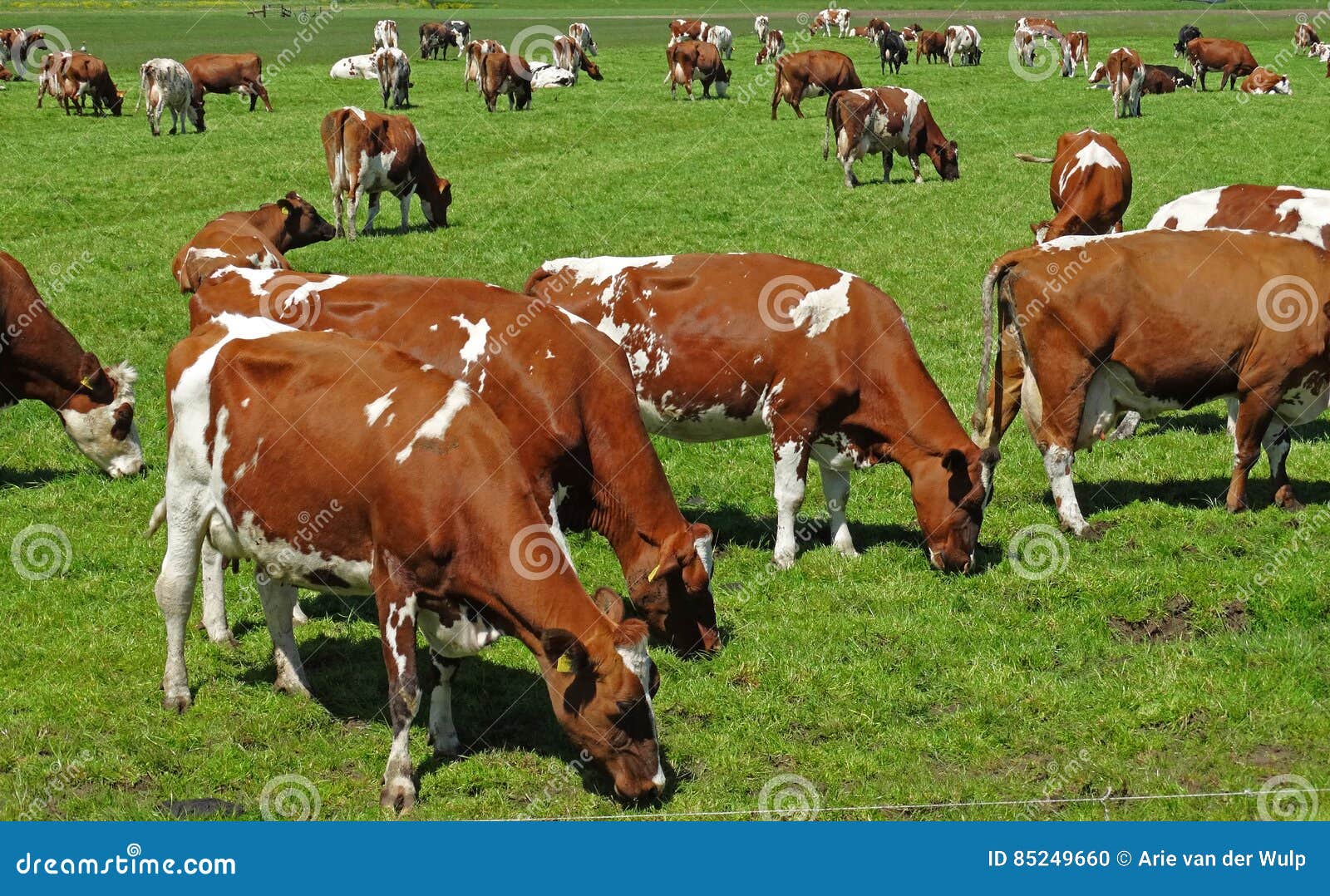 Grazing Red Holstein cows stock photo. Image of cattle - 85249660