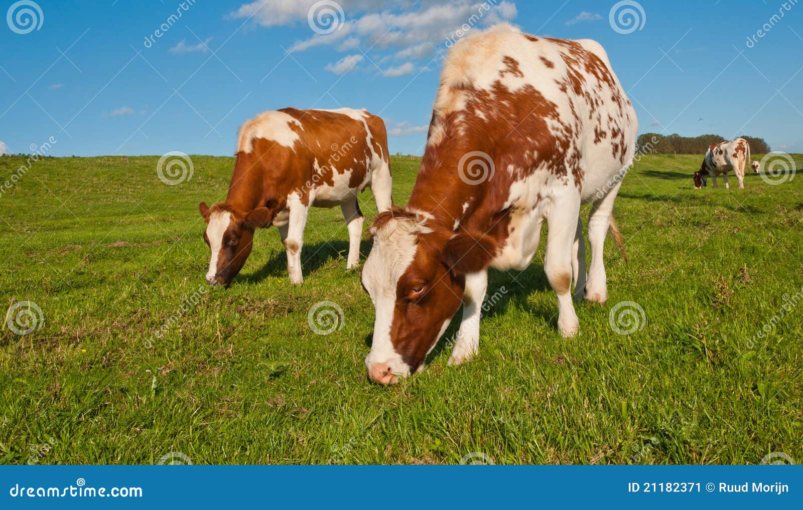 Grazing red spotted cows stock image. Image of clouds - 21182371