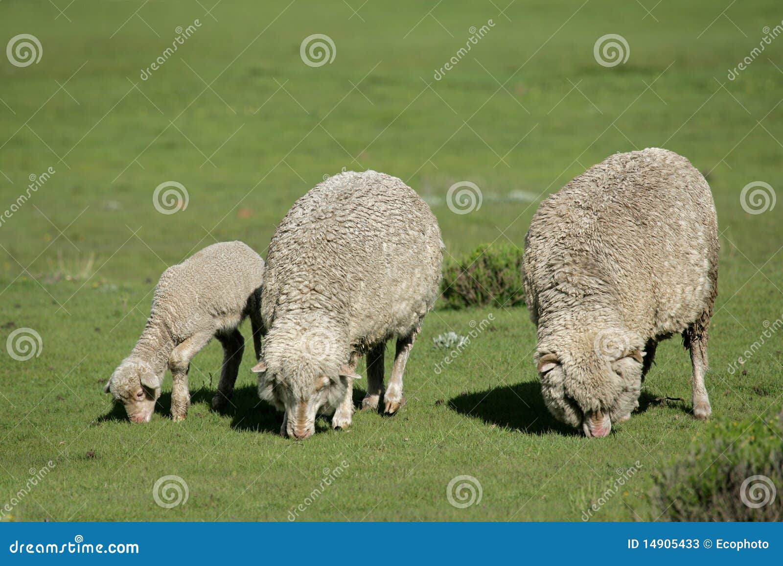 Grazing sheep stock image. Image of agriculture, graze - 14905433