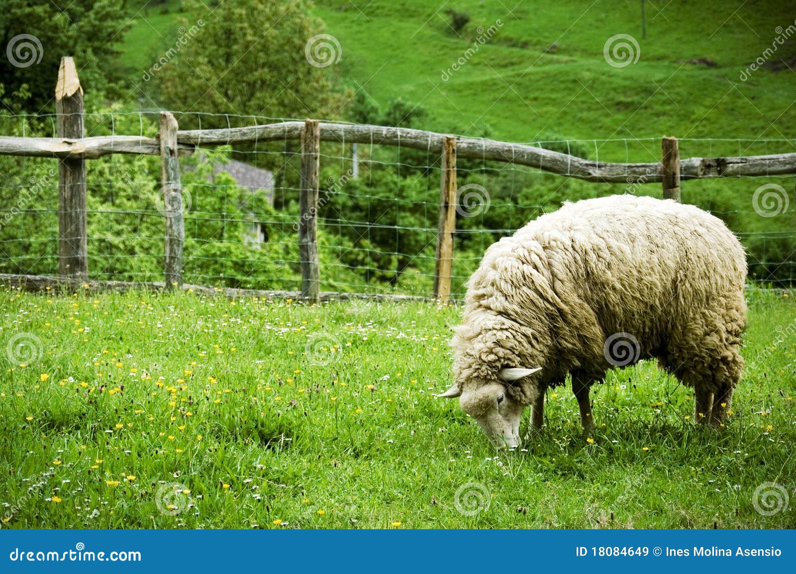 Grazing sheep stock image. Image of sheep, animal, farm - 18084649