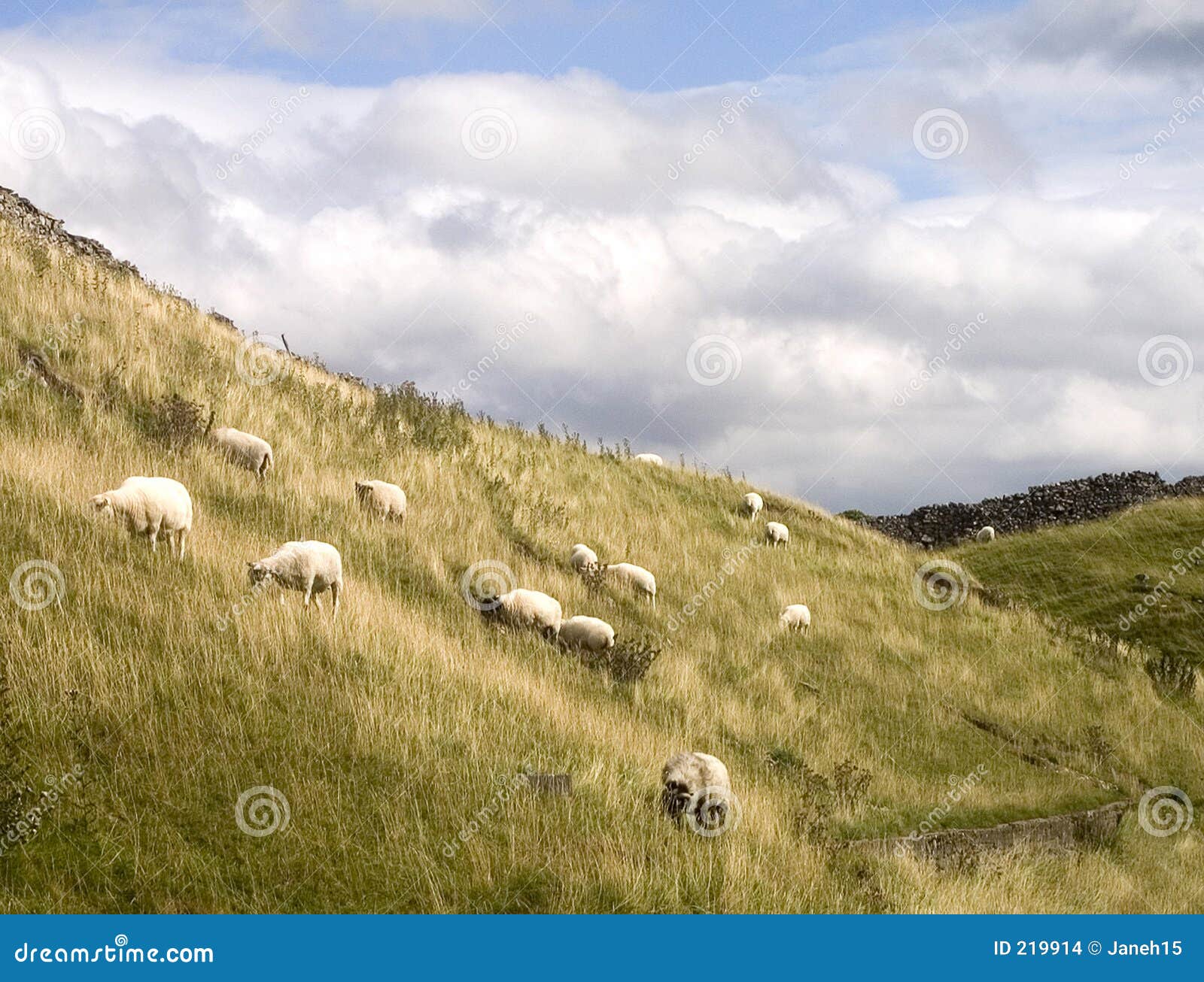 Grazing sheep stock photo. Image of summer, hills, seasons - 219914