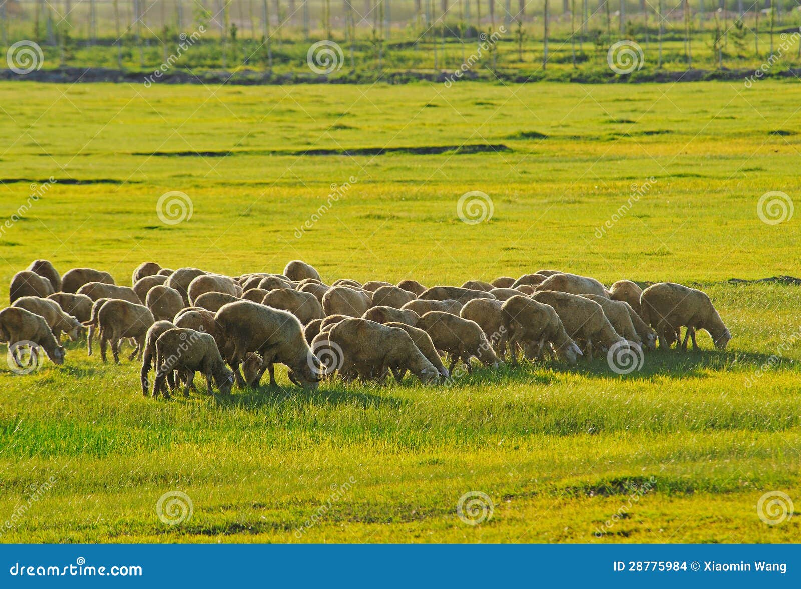 Grazing Sheep stock photo. Image of mammal, grassland - 28775984