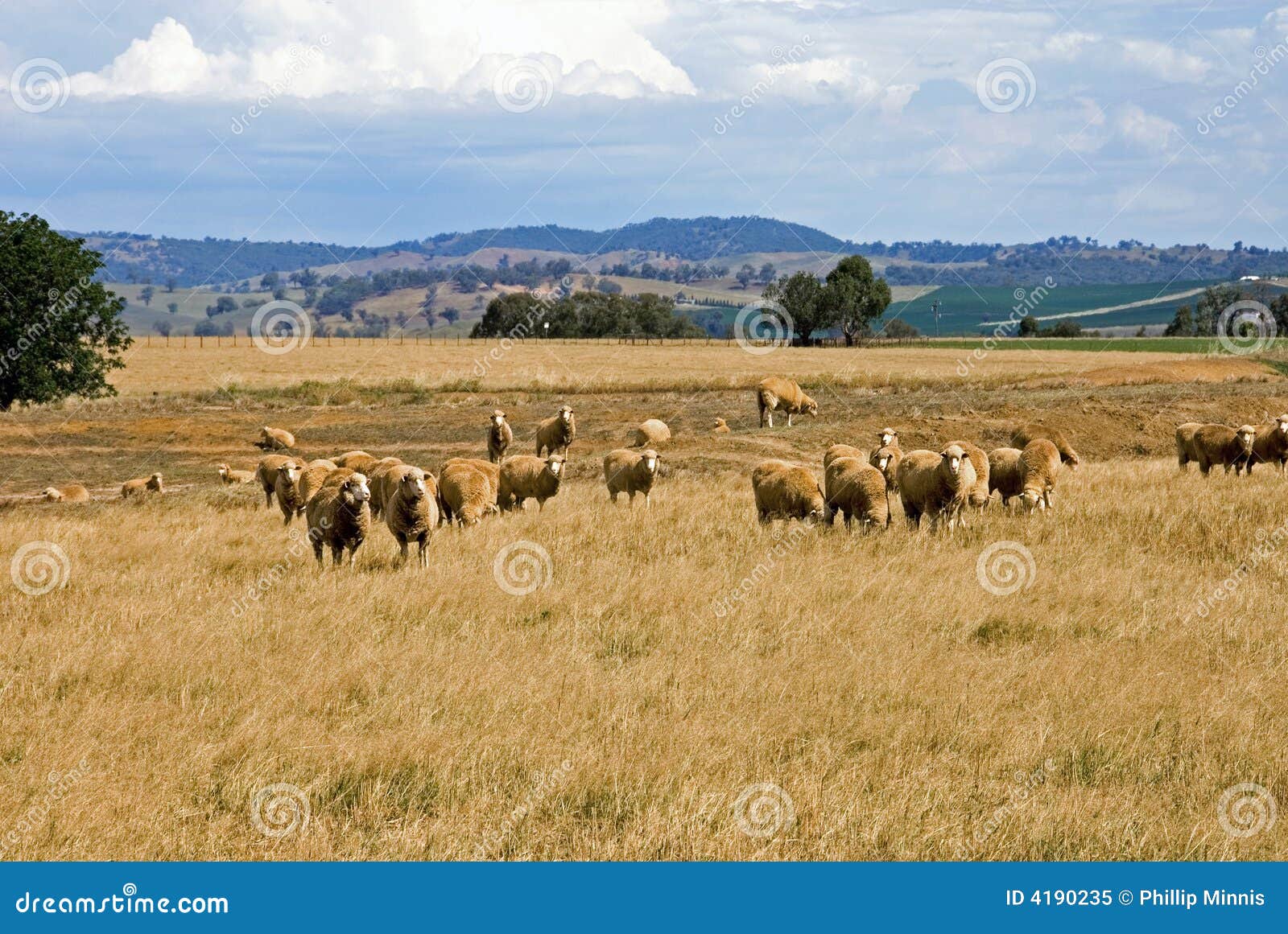 Grazing sheep stock image. Image of approaching, fine - 4190235