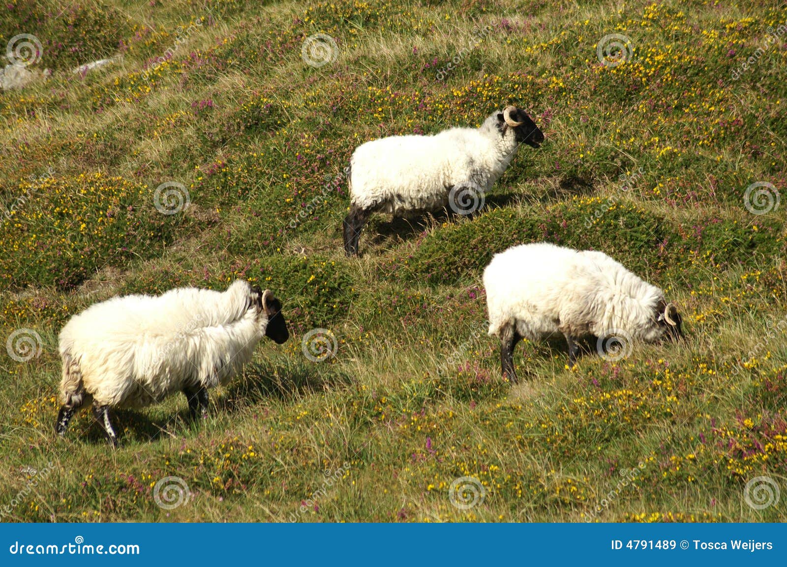 Grazing sheep stock image. Image of grass, pasture, horns - 4791489